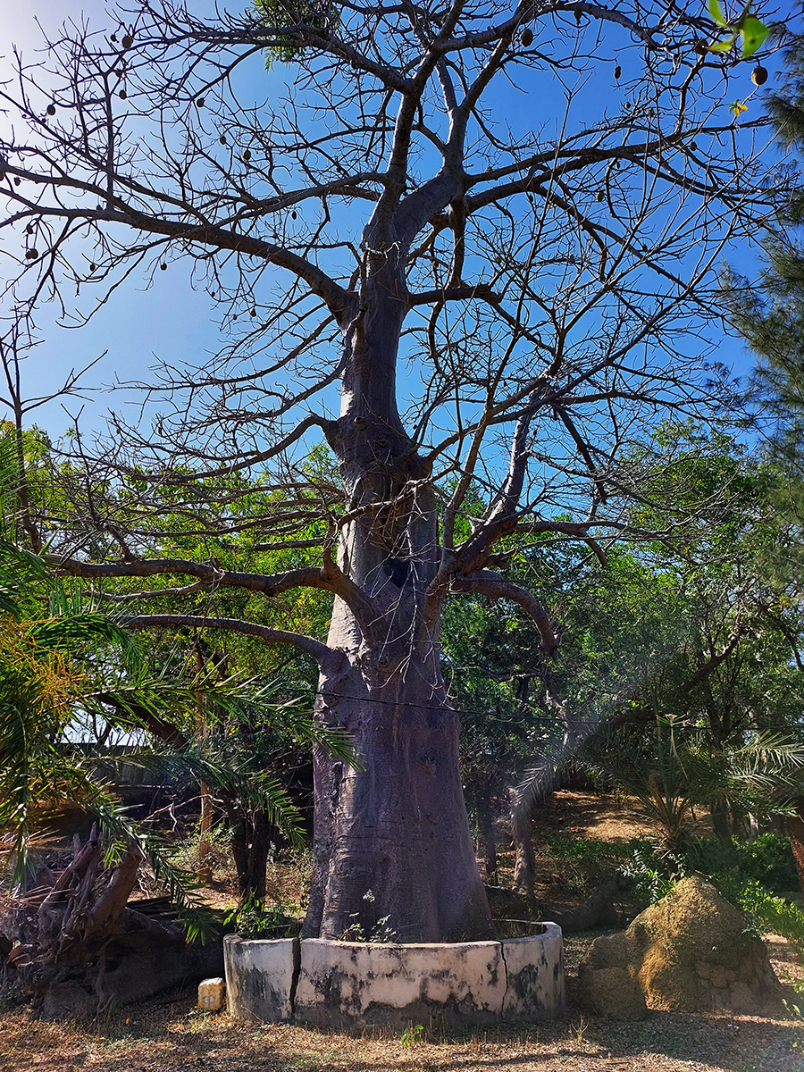 Adansonia digitata L.