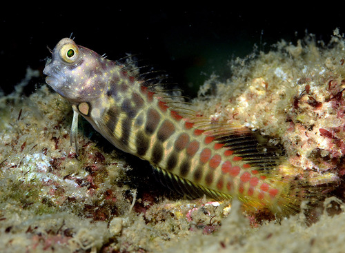 Segmented blenny (Salarias segmentatus) · iNaturalist