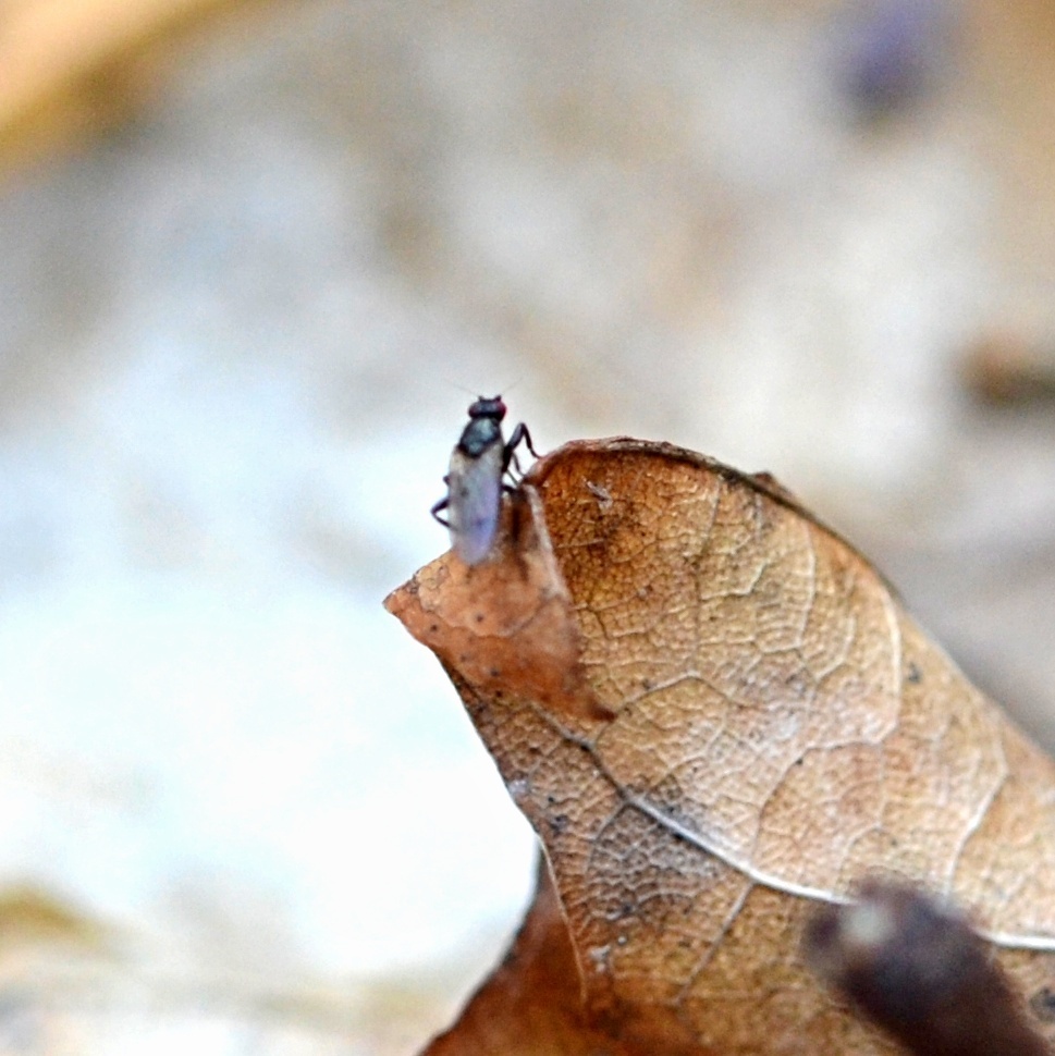 Acalyptrate Flies from 293 01 Mladá Boleslav, Česko on February 22 ...