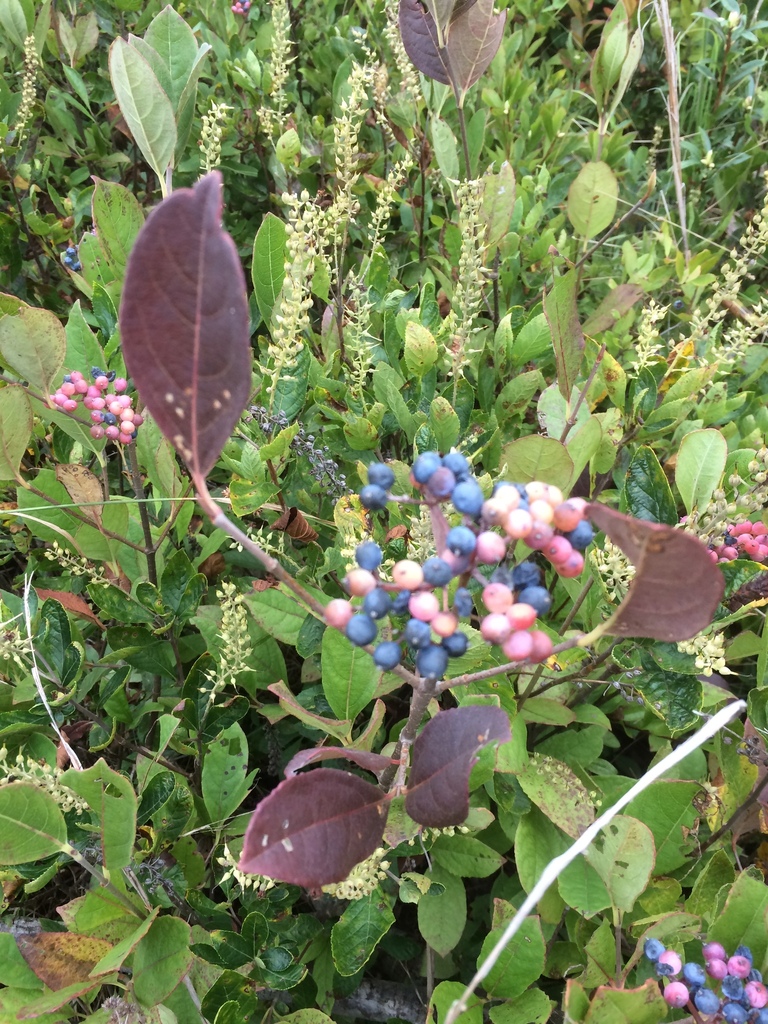 southern wild raisin from Chesterfield County, VA, USA on September 26 ...