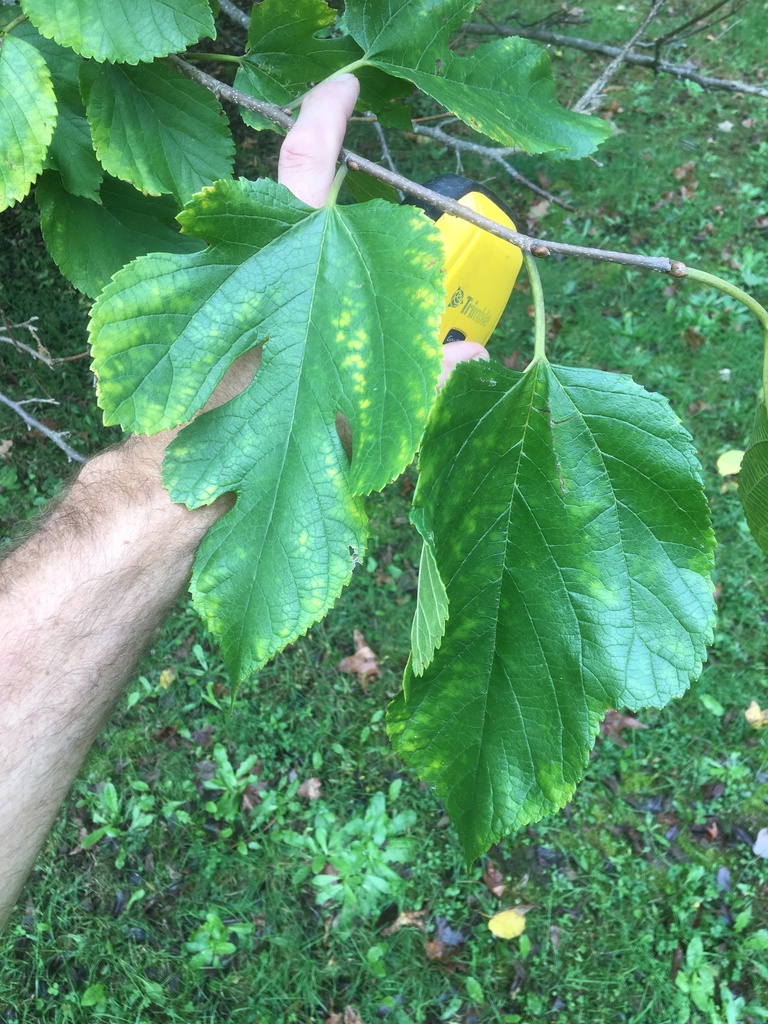red mulberry from Westmoreland County, VA, USA on November 01, 2017 at ...
