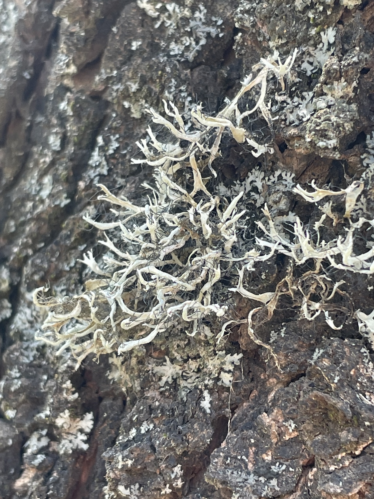 Leucodermia leucomelos (L.) Kalb