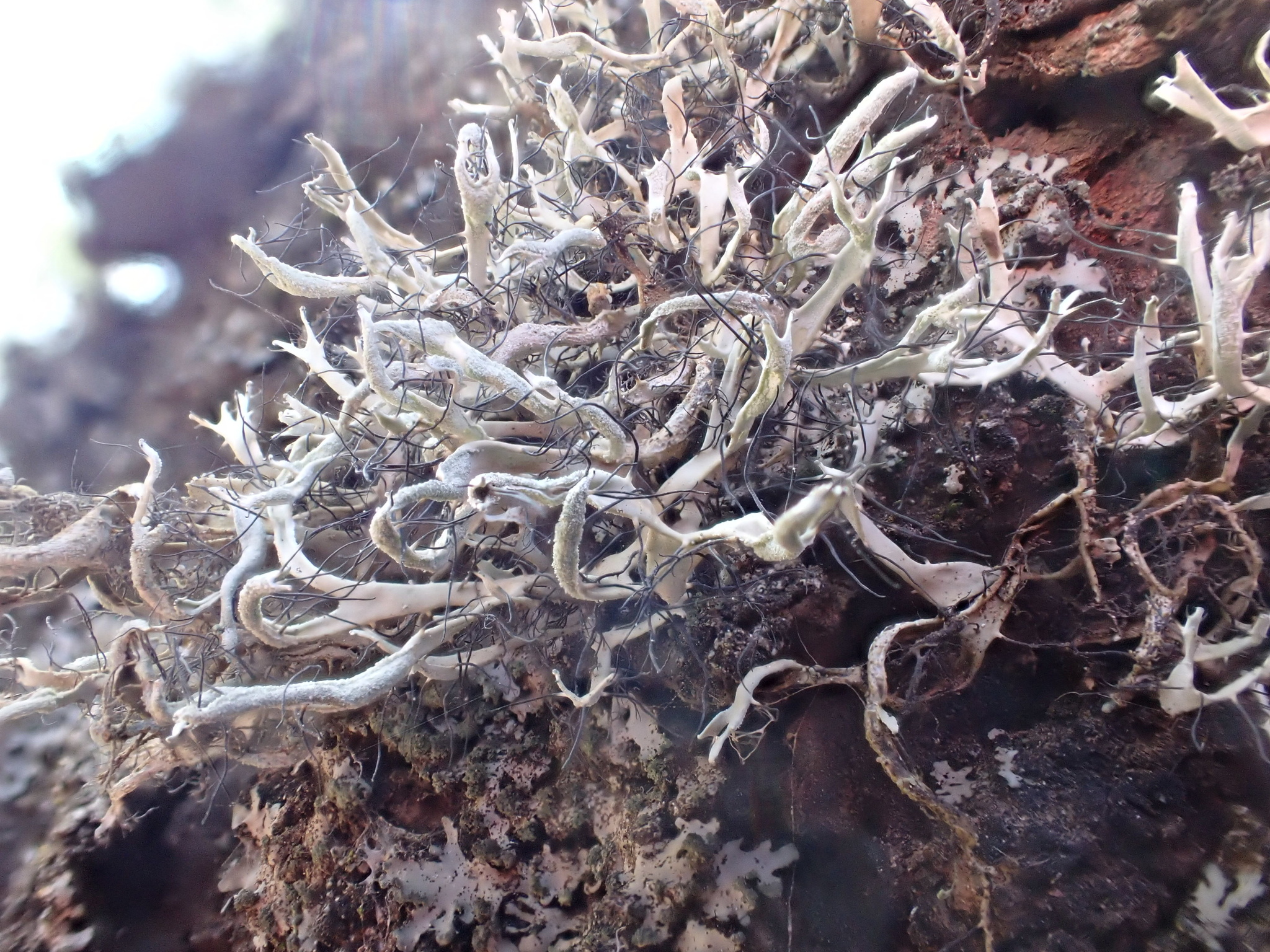 Leucodermia leucomelos (L.) Kalb