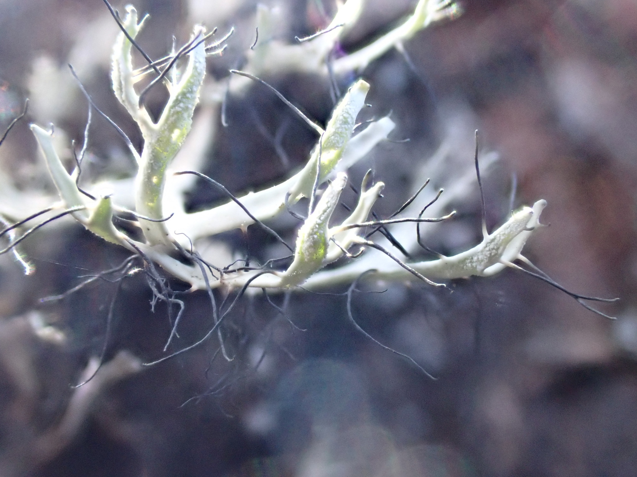 Leucodermia leucomelos (L.) Kalb