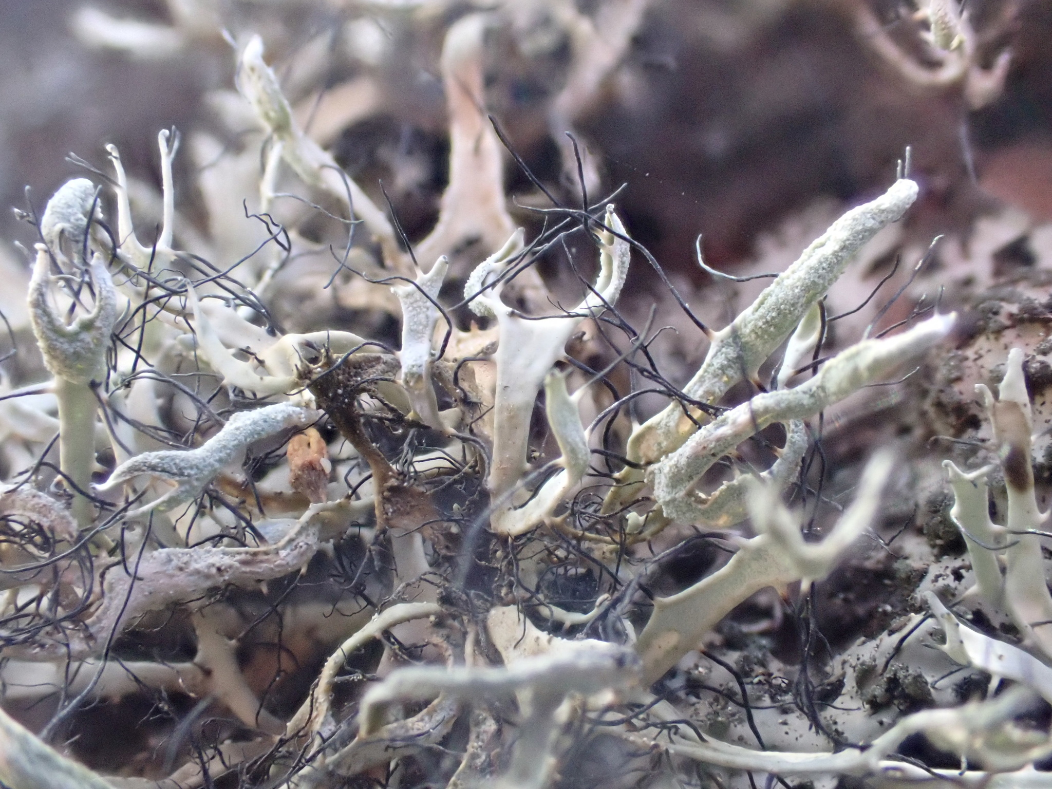 Leucodermia leucomelos (L.) Kalb