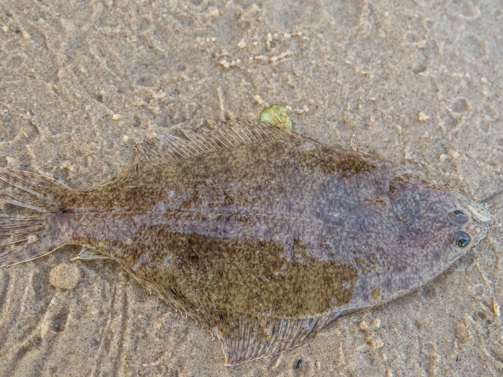 Bay Whiff from Laguna - SC, Brasil on January 12, 2018 by André ...