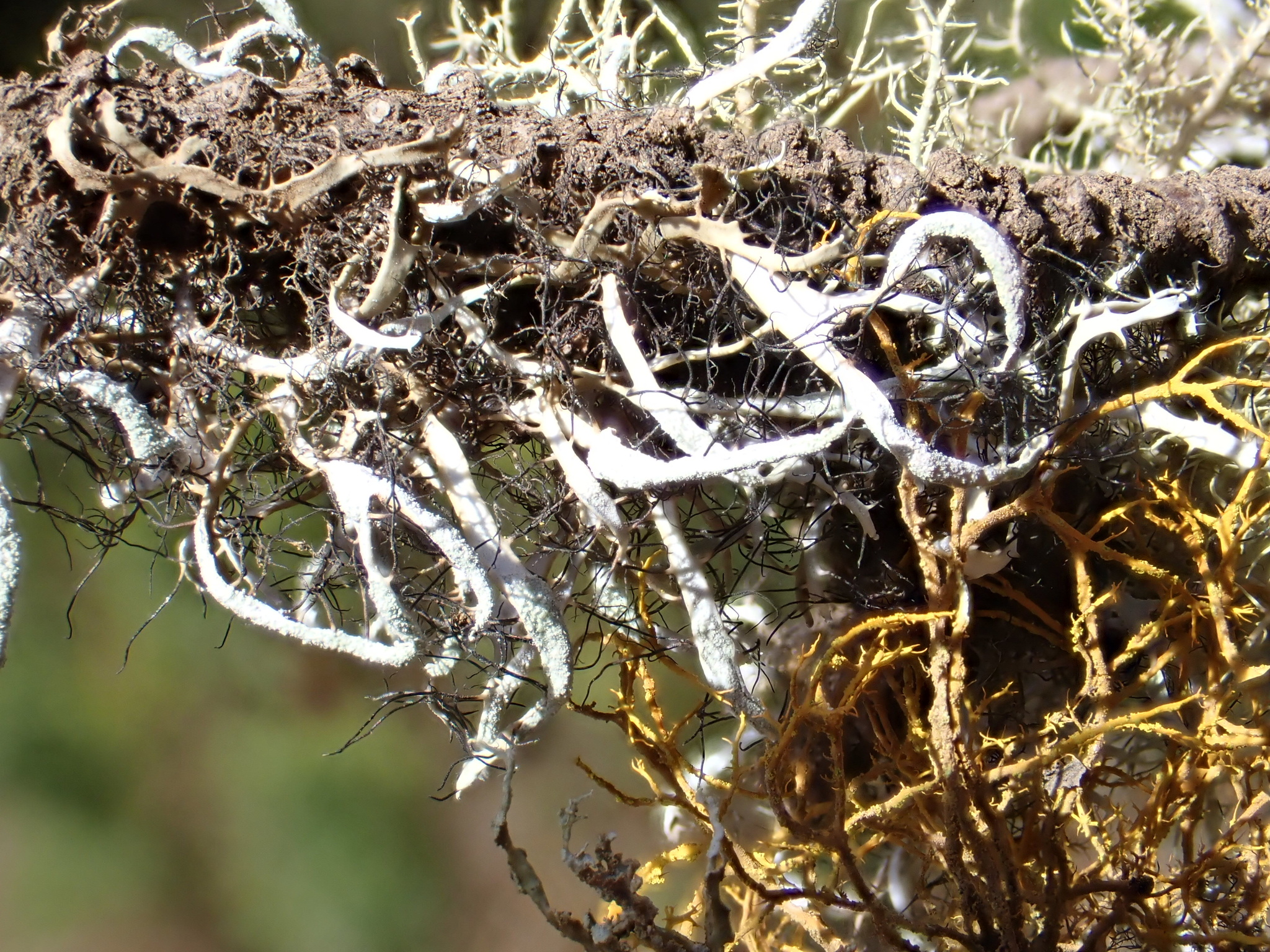 Leucodermia leucomelos (L.) Kalb