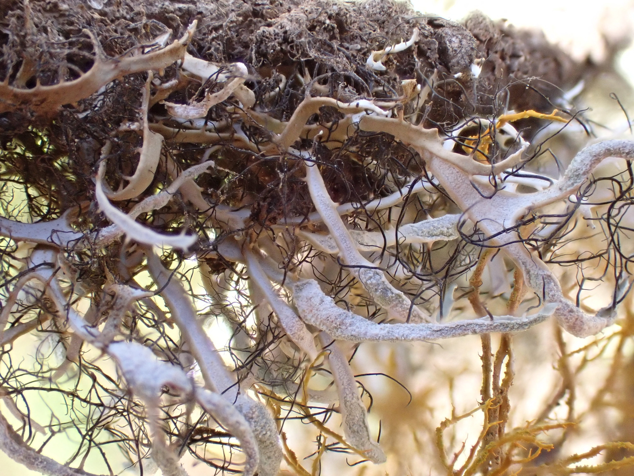 Leucodermia leucomelos (L.) Kalb