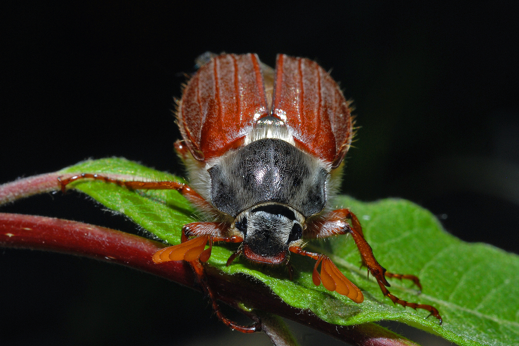 Gewone meikever (Soorten die te vinden zijn in nieuwegein) · iNaturalist