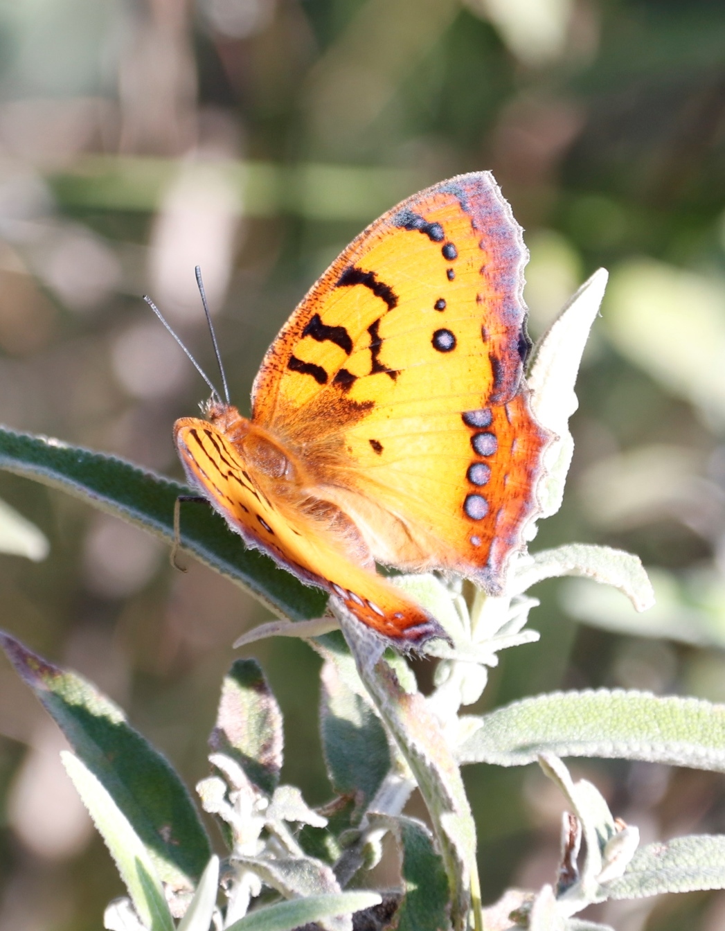 Catacroptera Karsch, 1894