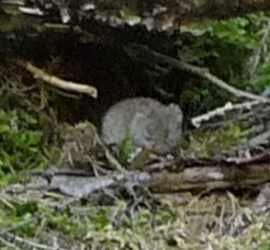 Southern Red-backed Vole (Mammals of Killbear Provincial Park ...