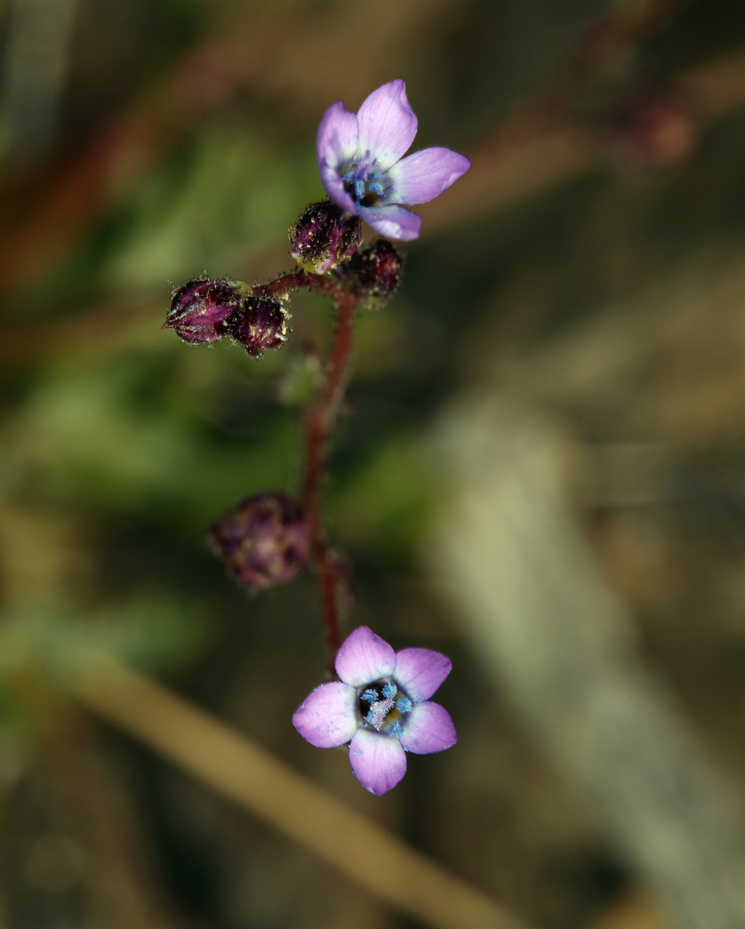 transmontane gilia from Inyo County, CA, USA on April 13, 2019 at 09:46 ...
