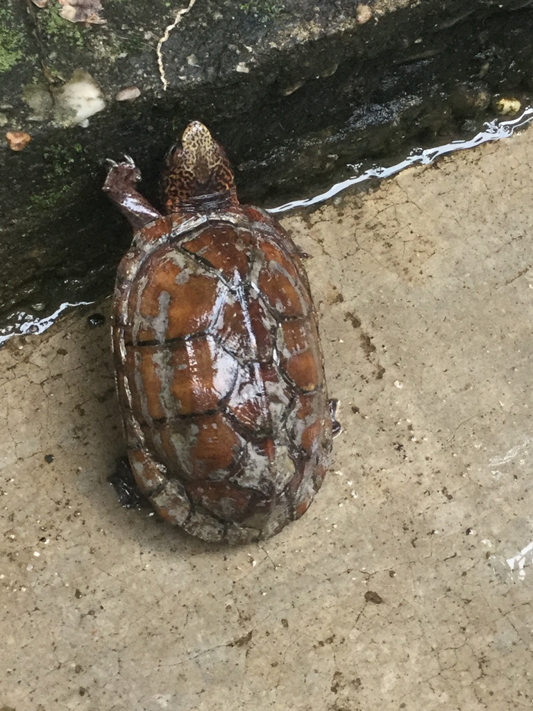 Tabasco Mud Turtle from Lázaro Cárdenas, 68313 San Juan Bautista ...