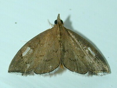 Titian Peale's Moth from Bedford Audubon Society, Katonah, NY, USA on ...