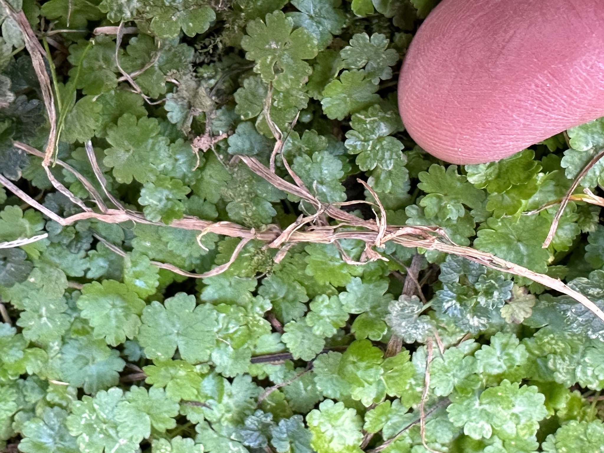 Hydrocotyle sibthorpioides Lam.