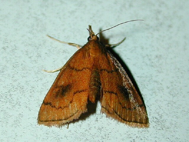 Mint Root Borer Moth from Ward Pound Ridge Trailside,Westchester, NY ...