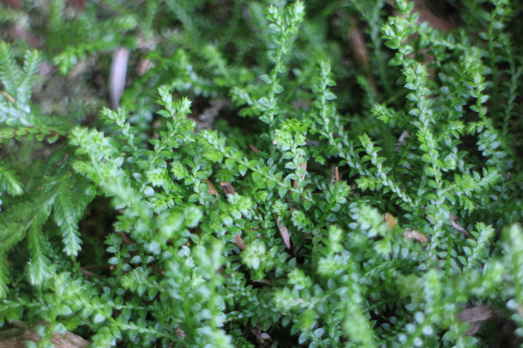 Selaginella nipponica Franch. & Sav.