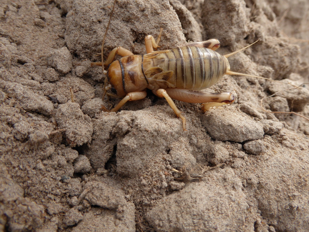 Giant Burrowing Cricket from Dawa, Ghana on November 26, 2016 at 02:09 ...