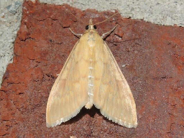 American Lotus Borer Moth from Jamaica Bay Wildlife Refuge, Queens, NY ...