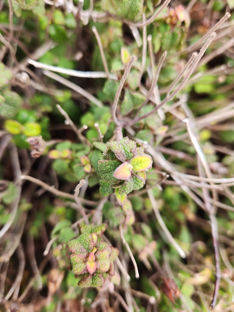Shrubby Rock-roses from Seaside, CA, USA on February 23, 2023 at 10:50 ...