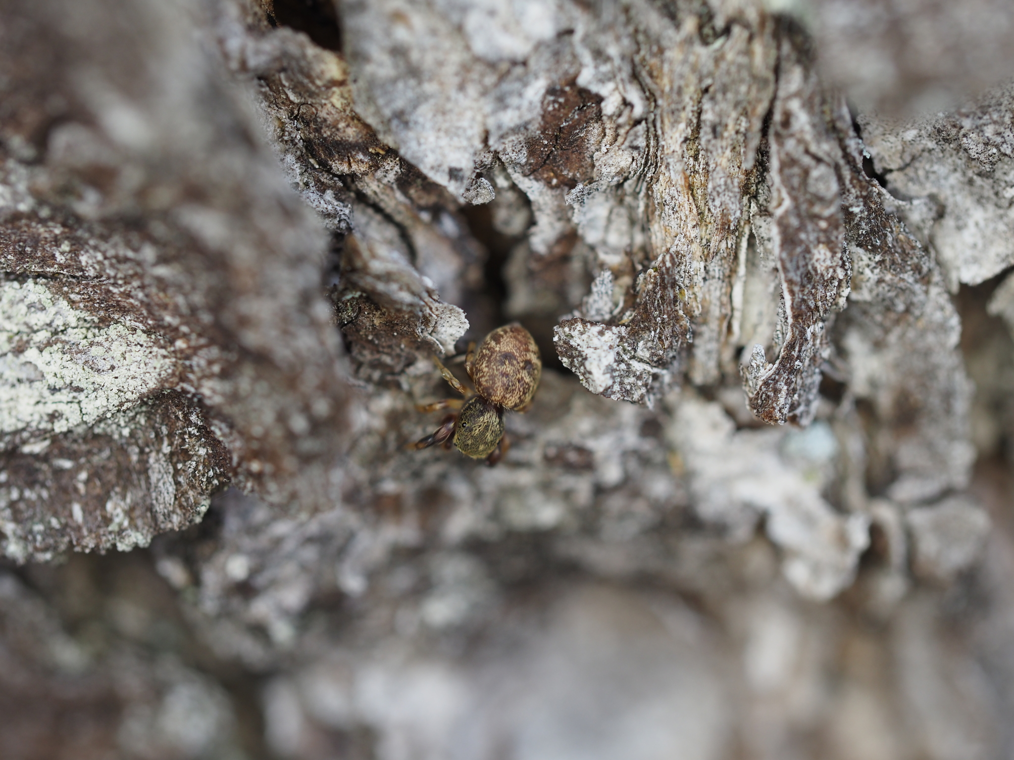 Ballus chalybeius (Walckenaer, 1802)