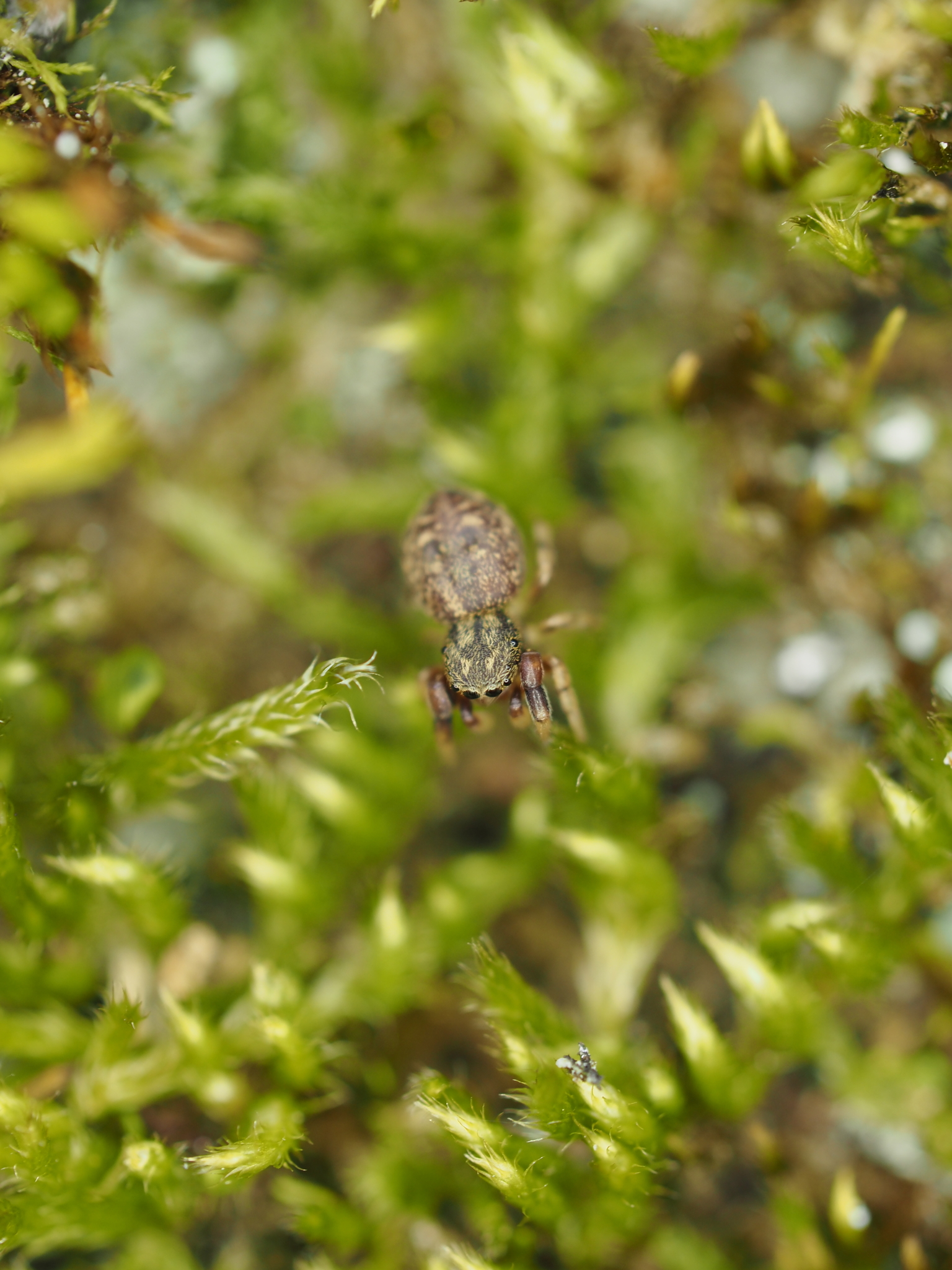 Ballus chalybeius (Walckenaer, 1802)