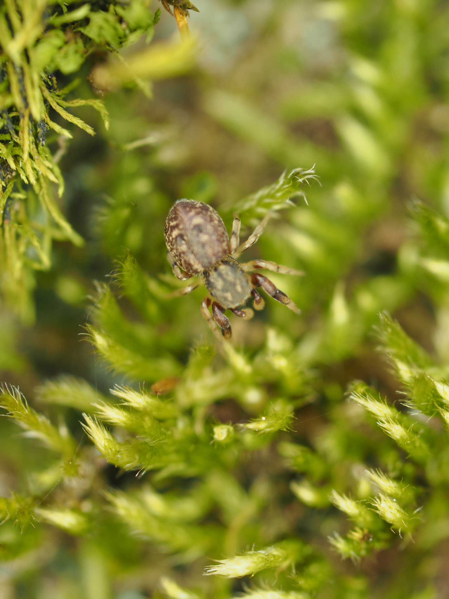 Ballus chalybeius (Walckenaer, 1802)