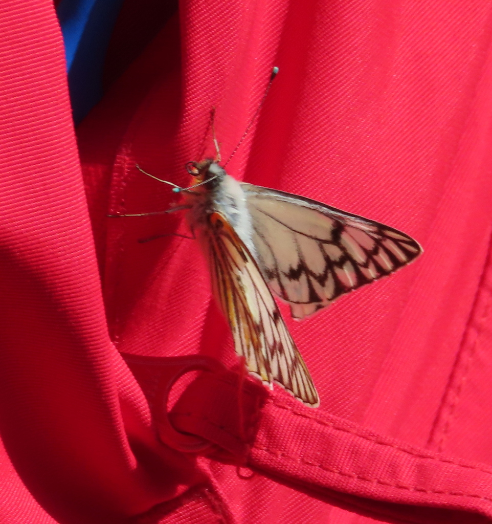 Phulia theodice from Lago Argentino, AR-SC, AR on February 23, 2023 at ...