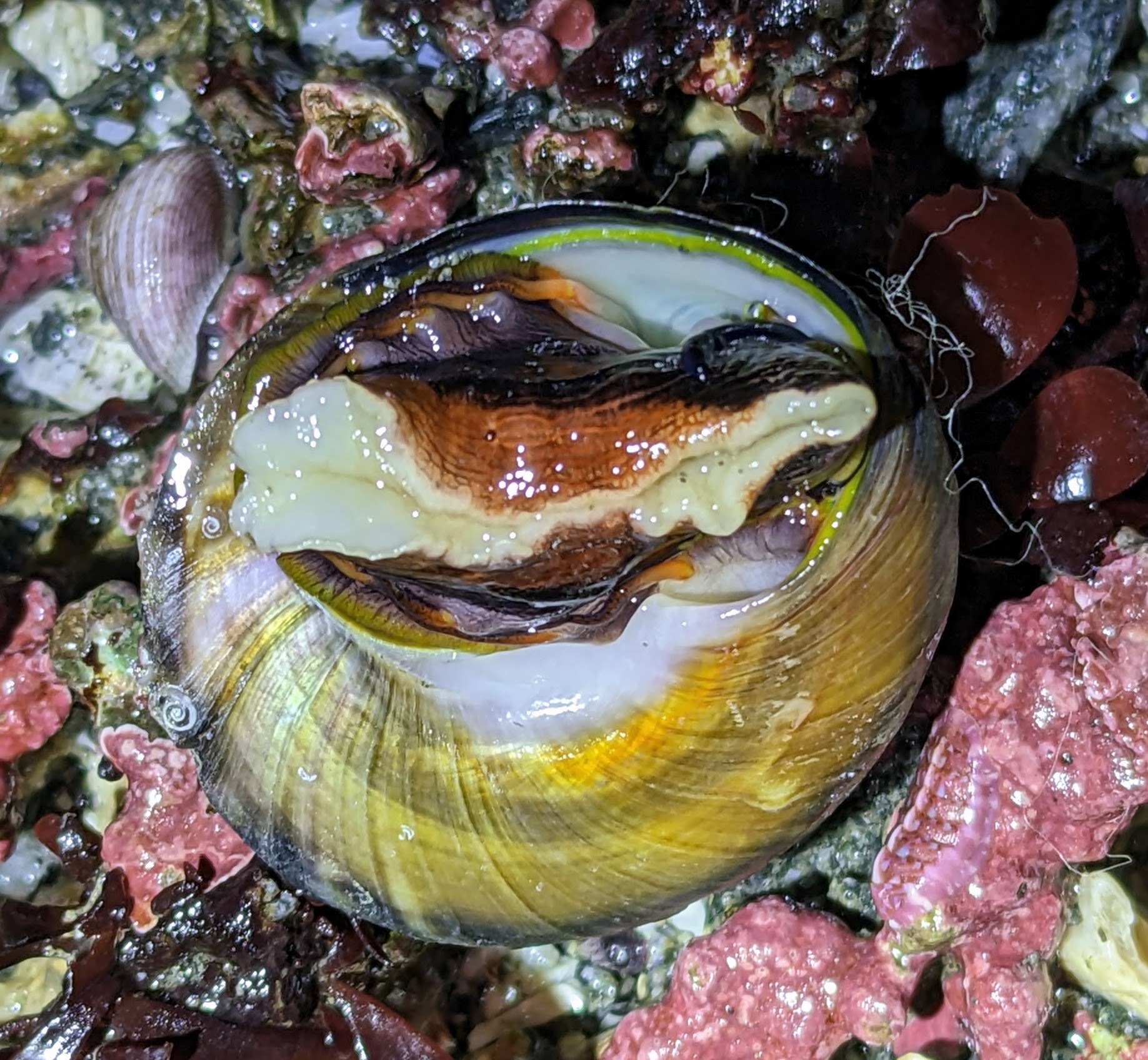 Tegula pulligo (Gmelin, 1791)