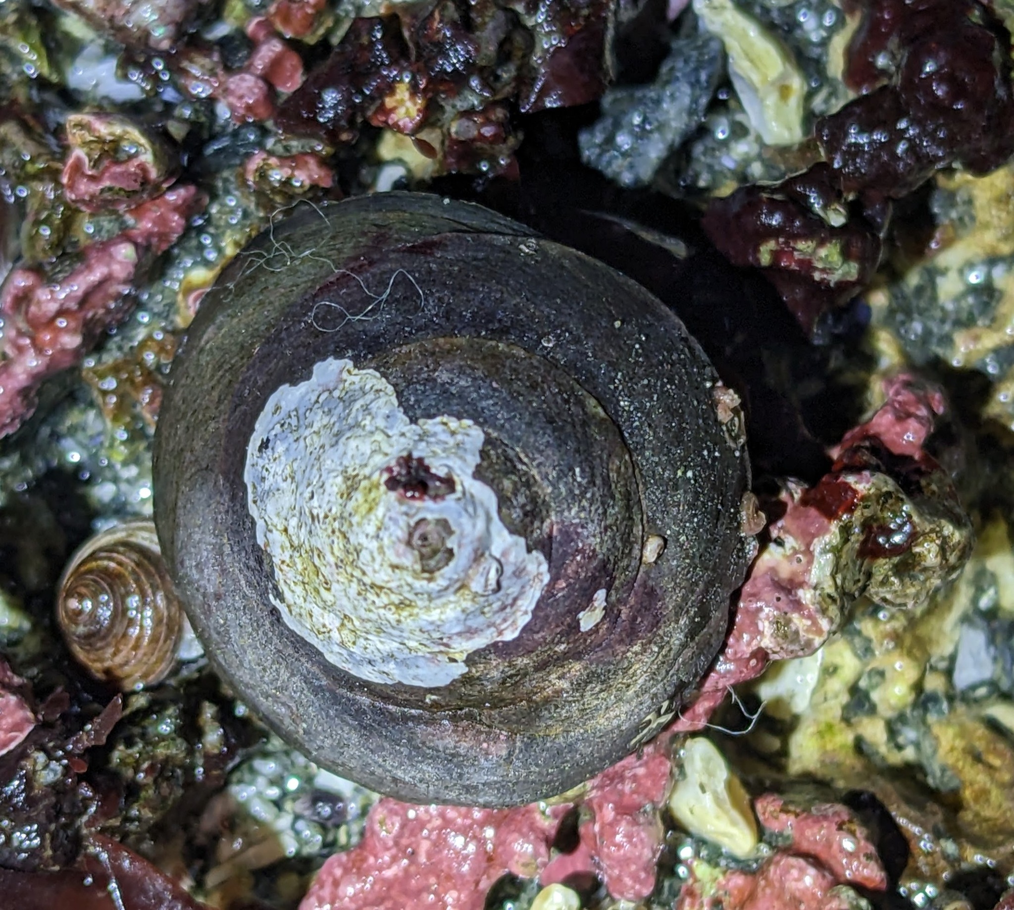 Tegula pulligo (Gmelin, 1791)