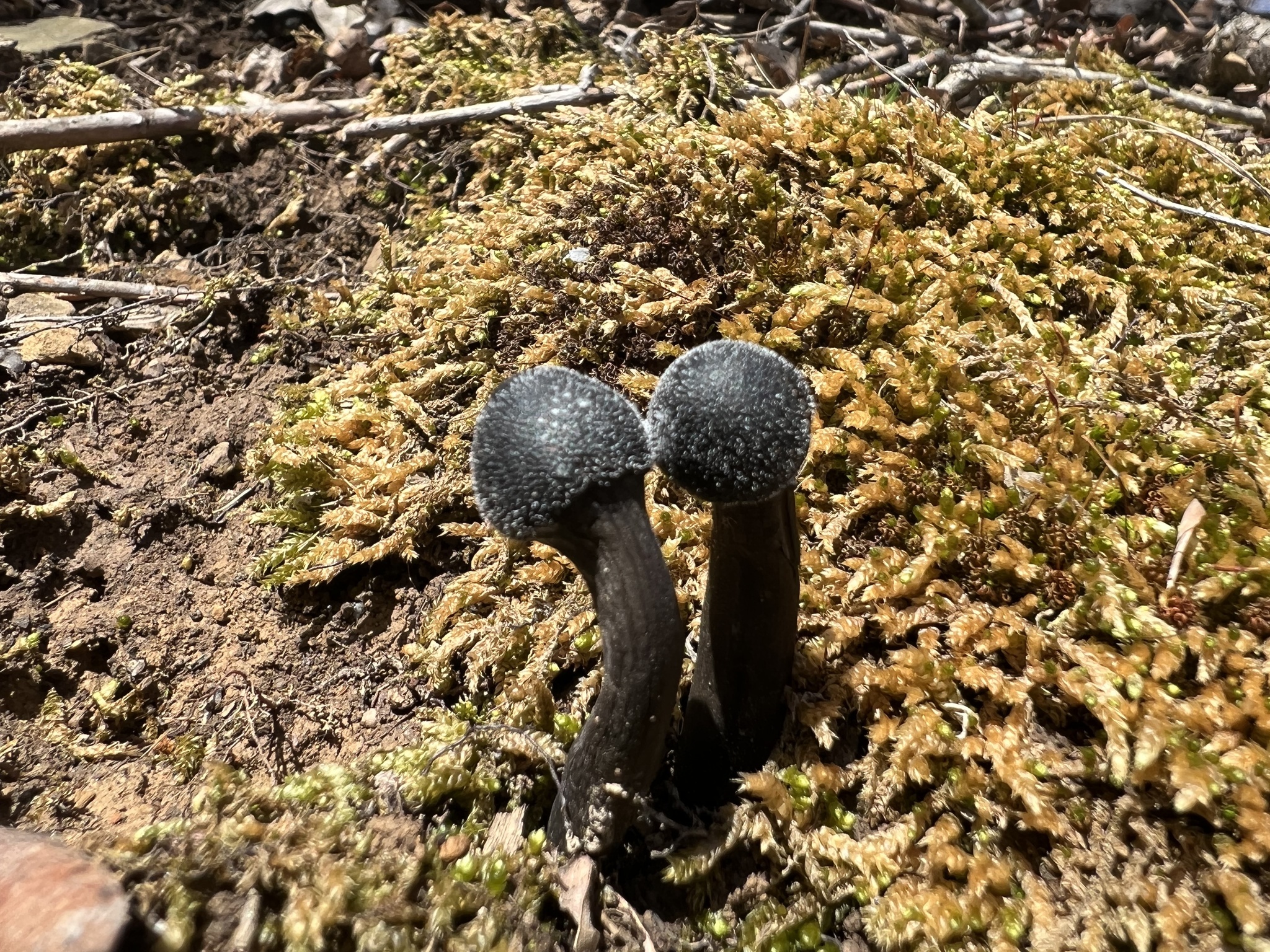 Tolypocladium W.Gams, 1971