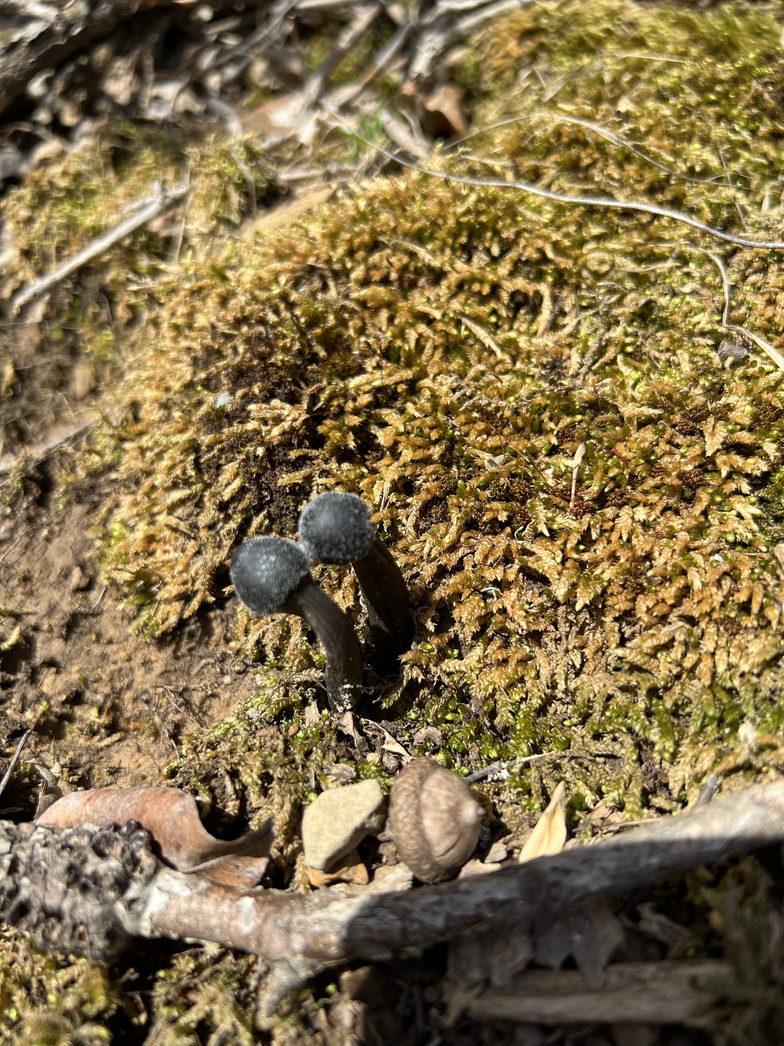 Tolypocladium W.Gams, 1971