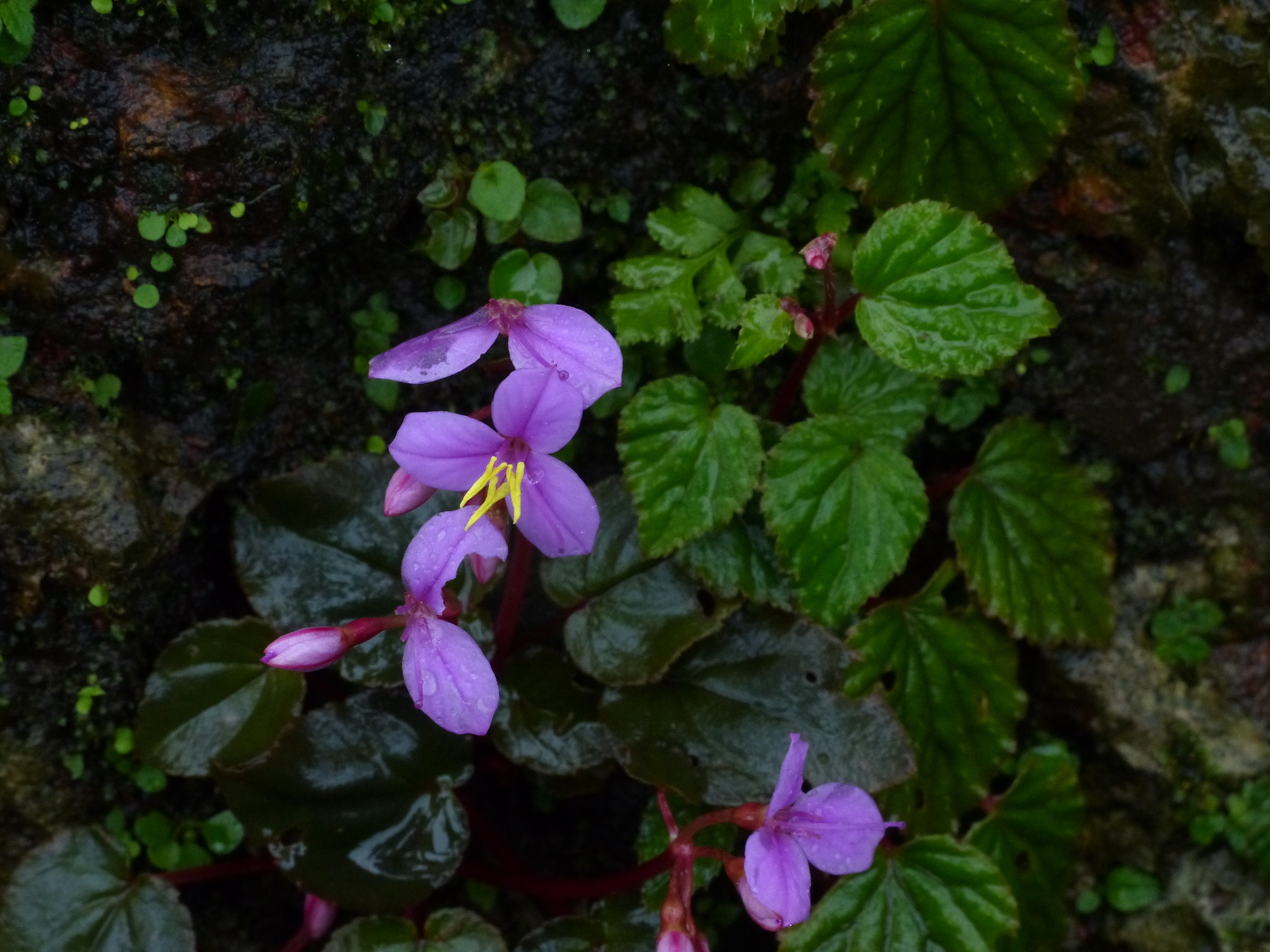 Genus Sonerila · iNaturalist Genus Sonerila · iNaturalist