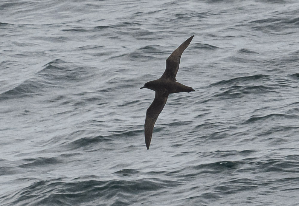 Puffinus griseus (Gmelin, 1789)