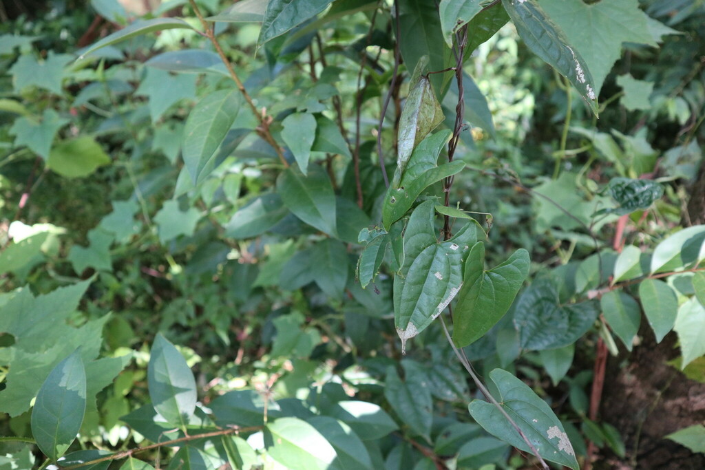 Common Yam Vine from Ravensbourne QLD 4352, Australia on January 08, 2023 at 08:49 AM by ...