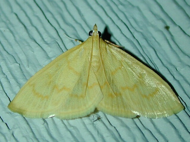 Ecpyrrhorrhoe puralis from Bedford Audubon Society, Katonah, NY, USA on ...