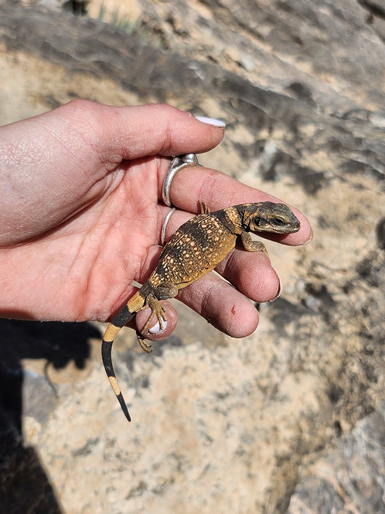 Common Chuckwalla from Washington County, UT, USA on February 19, 2023 ...