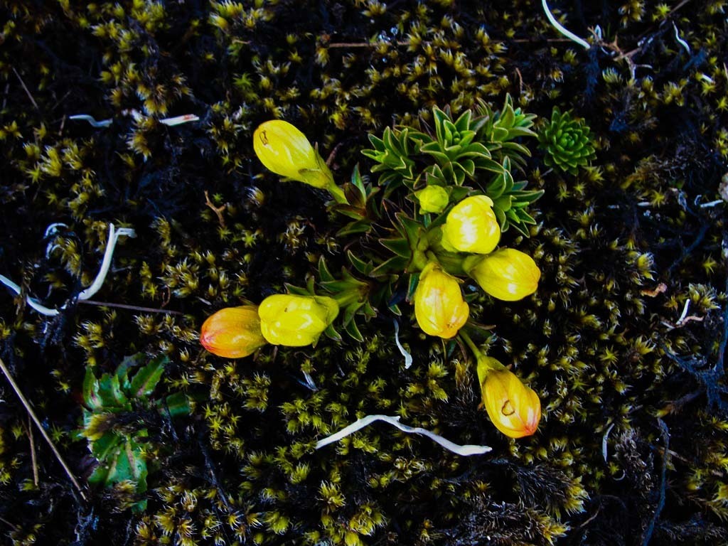 dwarf gentians from Cañar, Ecuador on February 19, 2023 at 08:47 AM by ...