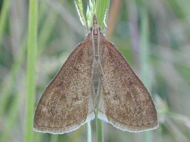Dogbane Saucrobotys Moth from Ward Pound Ridge Res. Westchester, NY ...