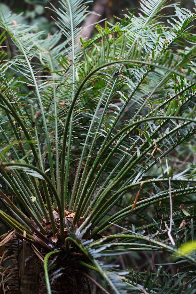 (Cycas elongata) - Botanical Realm