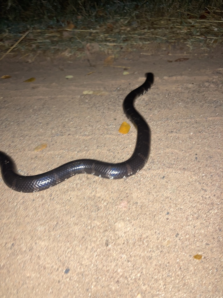 Jodi's pipe snake from Suranari, Nakhon Ratchasima, Nakhon Ratchasima ...
