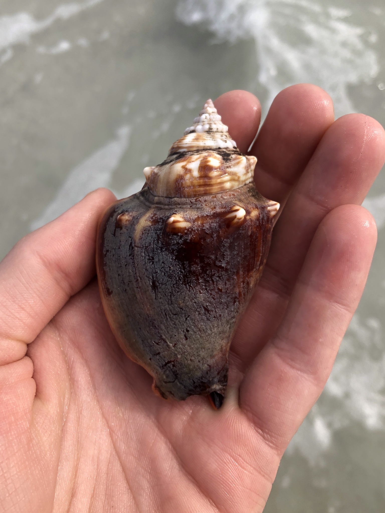 Strombus alatus Gmelin, 1791