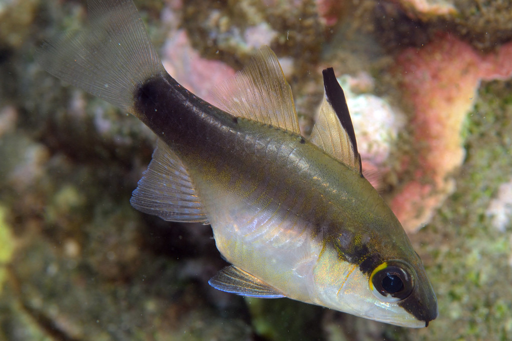 Sangi Cardinalfish (Fibramia thermalis) - Marine Life Identification