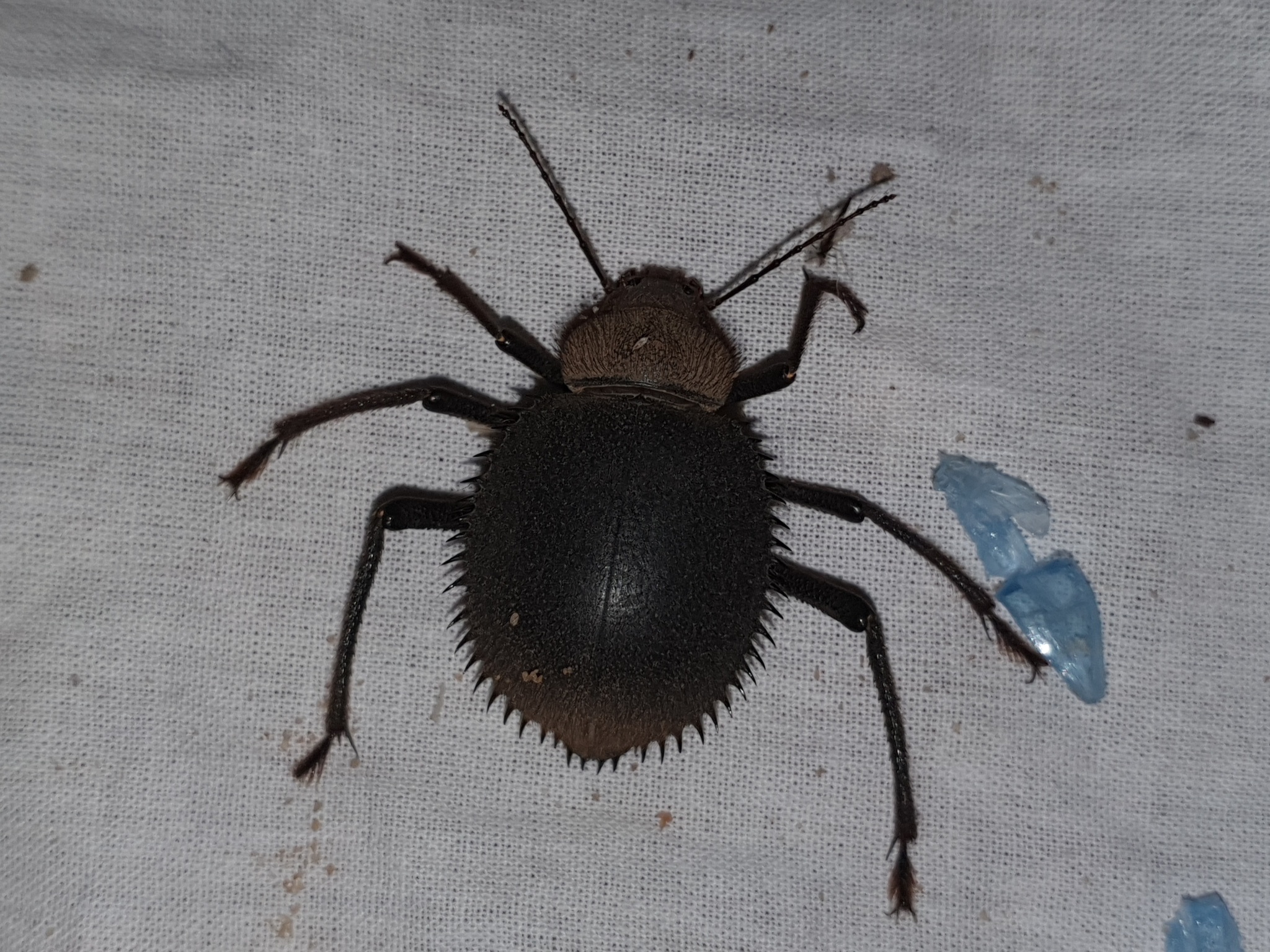 Prionotheca coronata