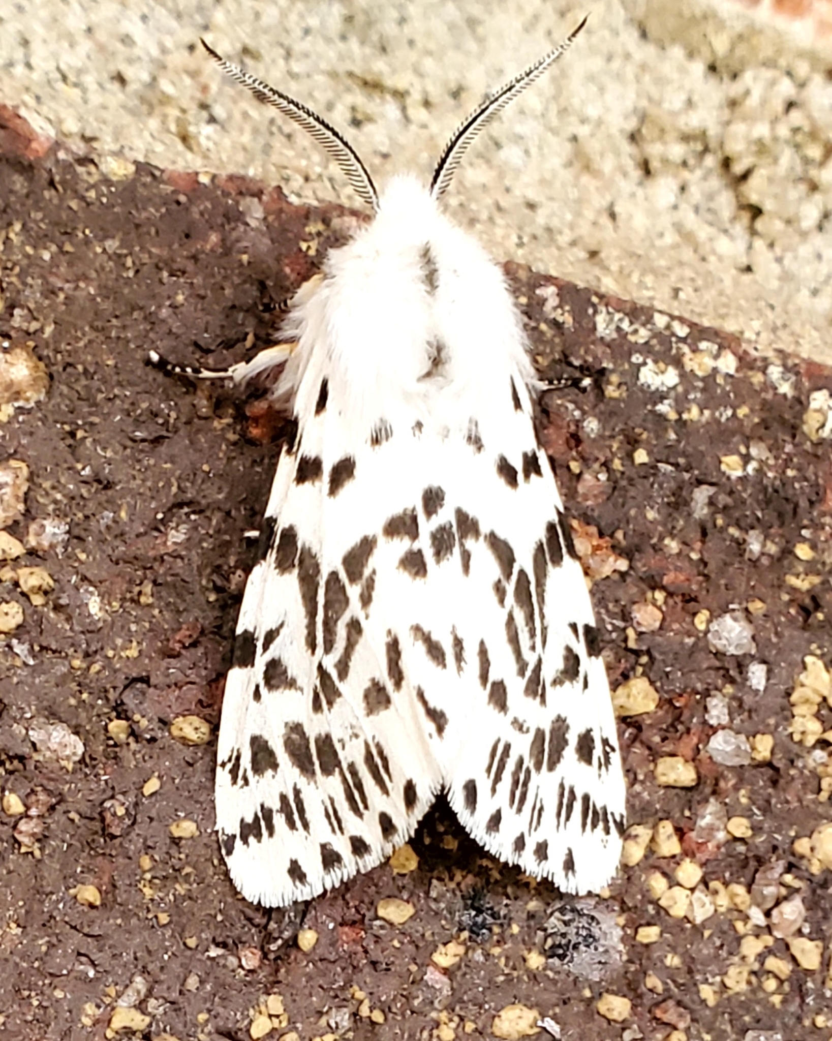 Hyphantria cunea Drury, 1773