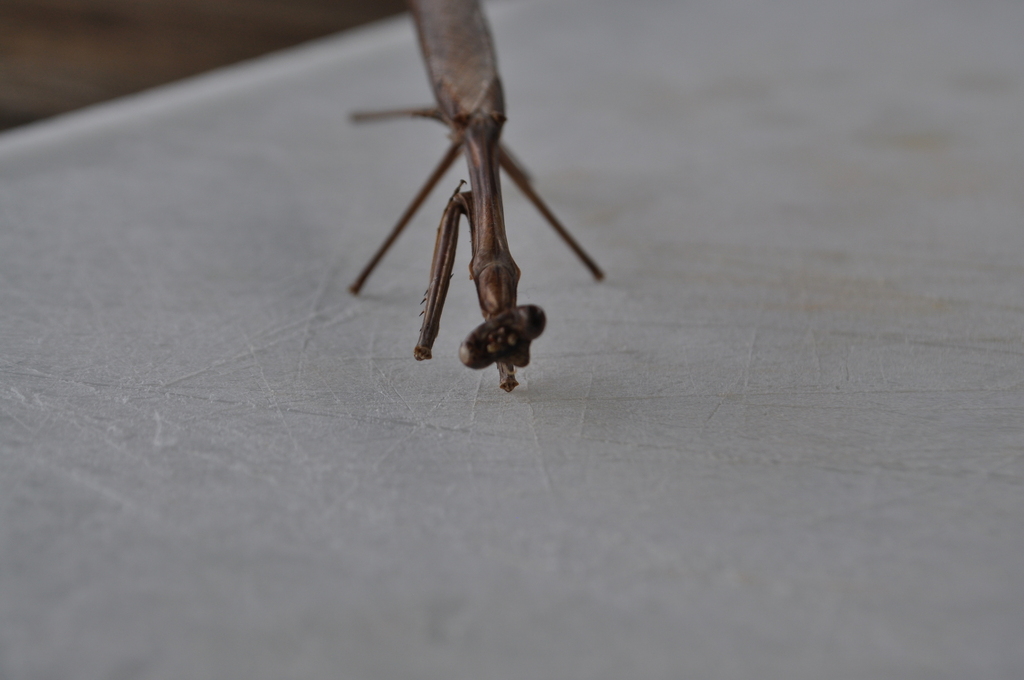 Australian Stick Mantis from Brisbane QLD, Australia on February 23 ...