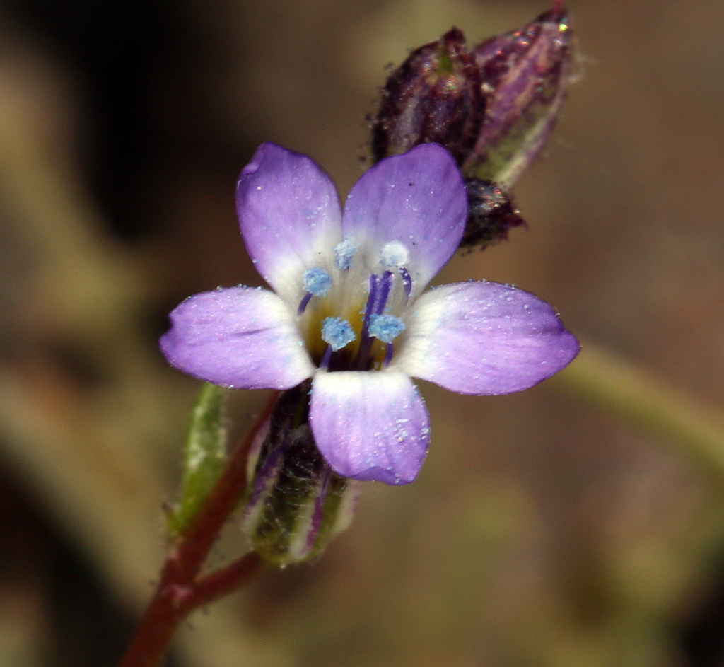 transmontane gilia from Inyo County, CA, USA on April 13, 2019 at 10:36 ...