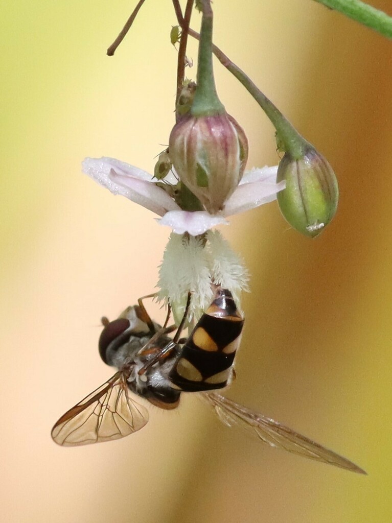 Syrphini from Warrimoo NSW 2774, Australia on January 28, 2023 at 10:47 ...