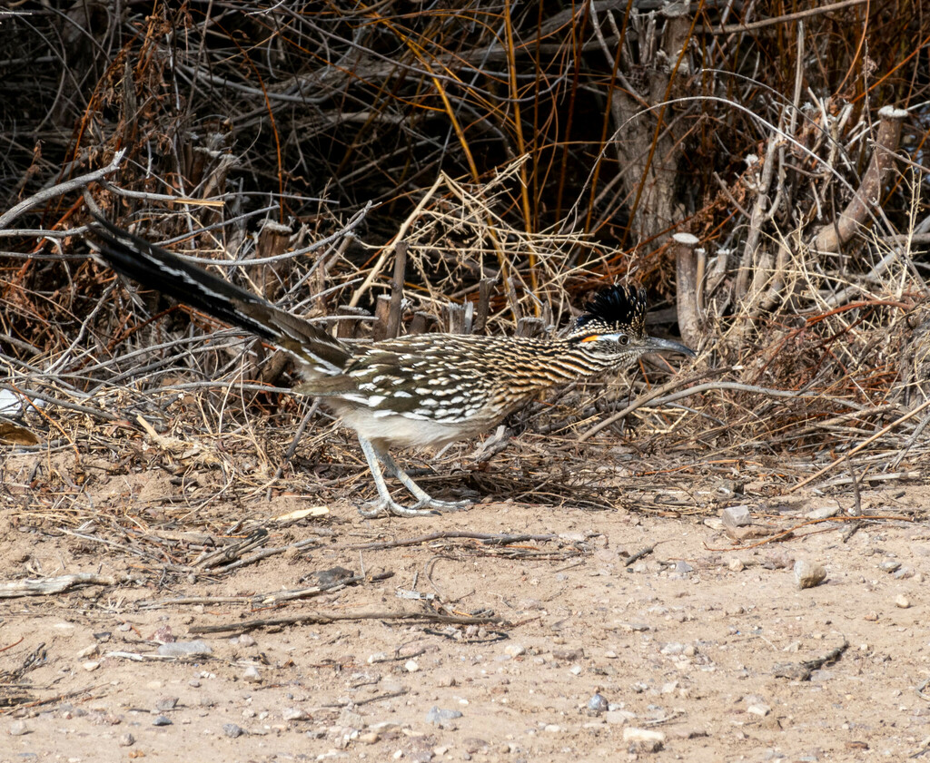 Greater Roadrunner from Socorro County, NM, USA on February 17, 2023 at ...