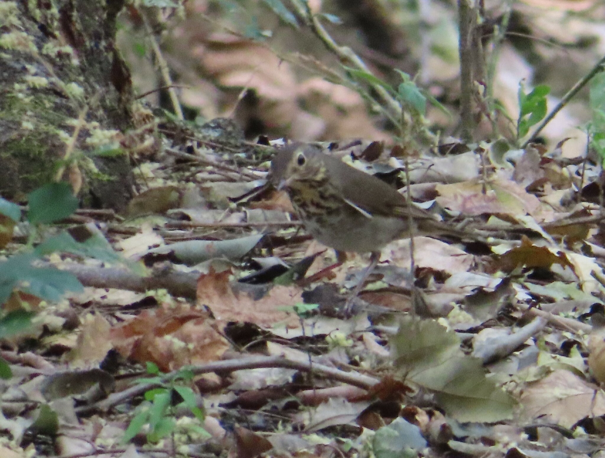 Catharus ustulatus (Nuttall, 1840)